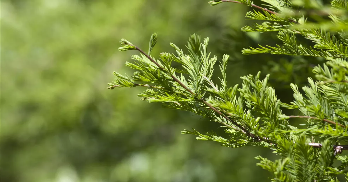 Metasequoia glyptostroboides, Chinesisches Rotholz - frux
