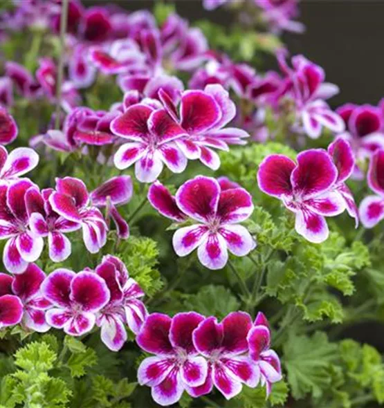 Pelargonium grandiflorum, Englische Geranie - frux