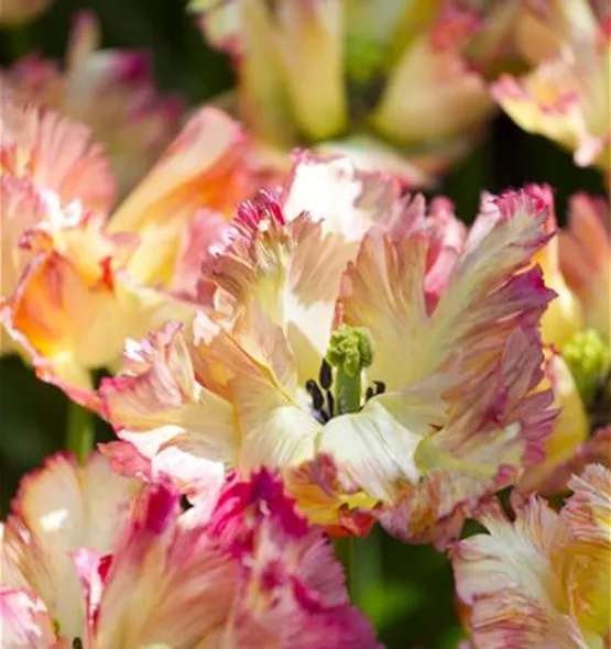 Tulipa Parrot, Tulpen papagei - frux